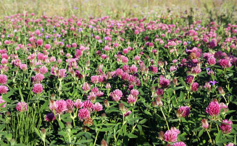 Red Clover Dry Flowers-blossoms trifolium Pratense - Etsy