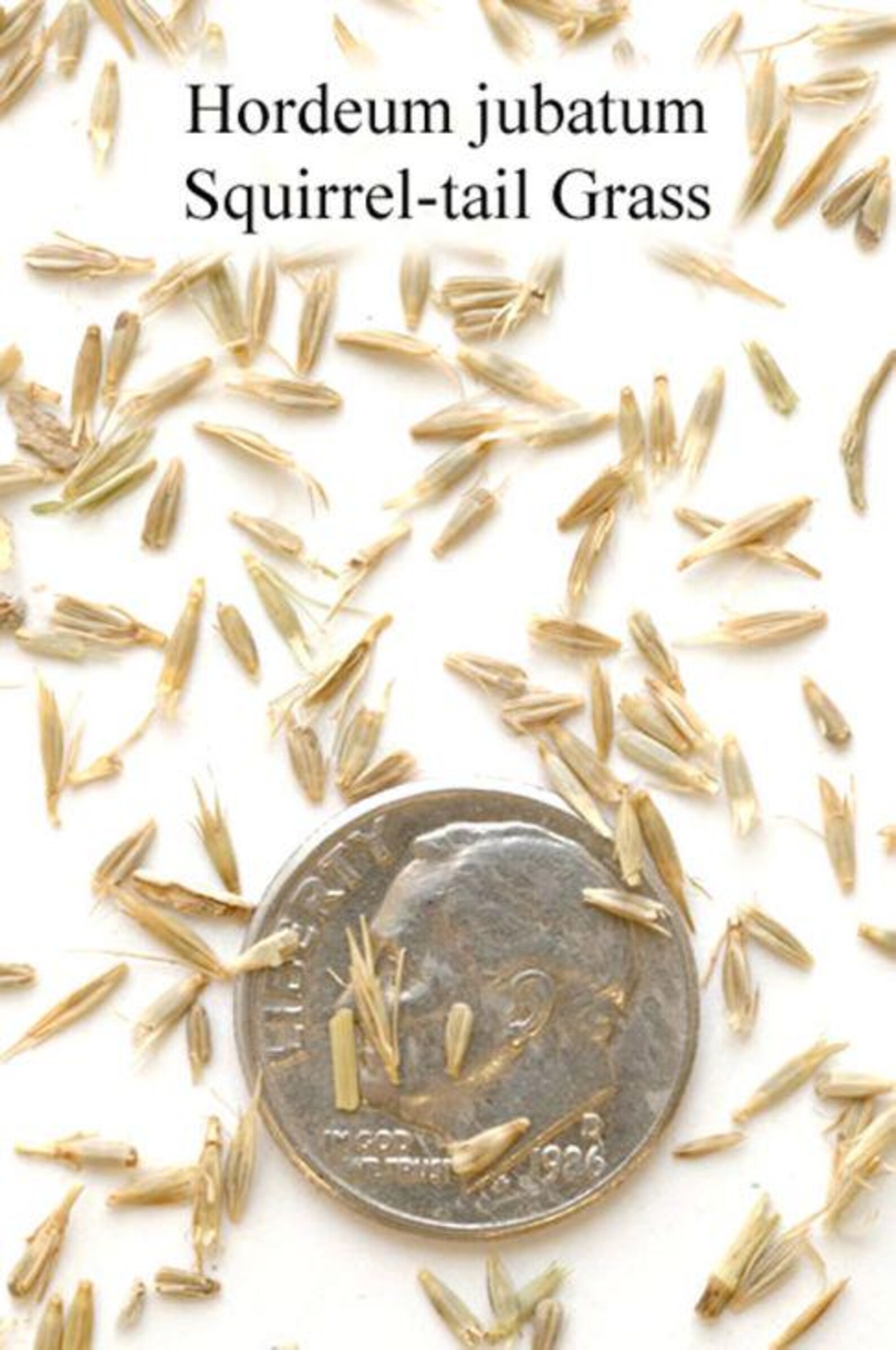 Squirrel Tail Grass 'hordeum Jubatum' Foxtail Barley, Native Ornamental ...