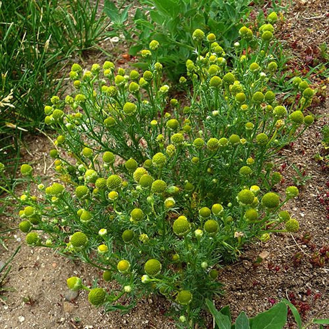 Pineapple Weed / False Chamomile "matricaria Discoidea" - 100 or 1000 ...