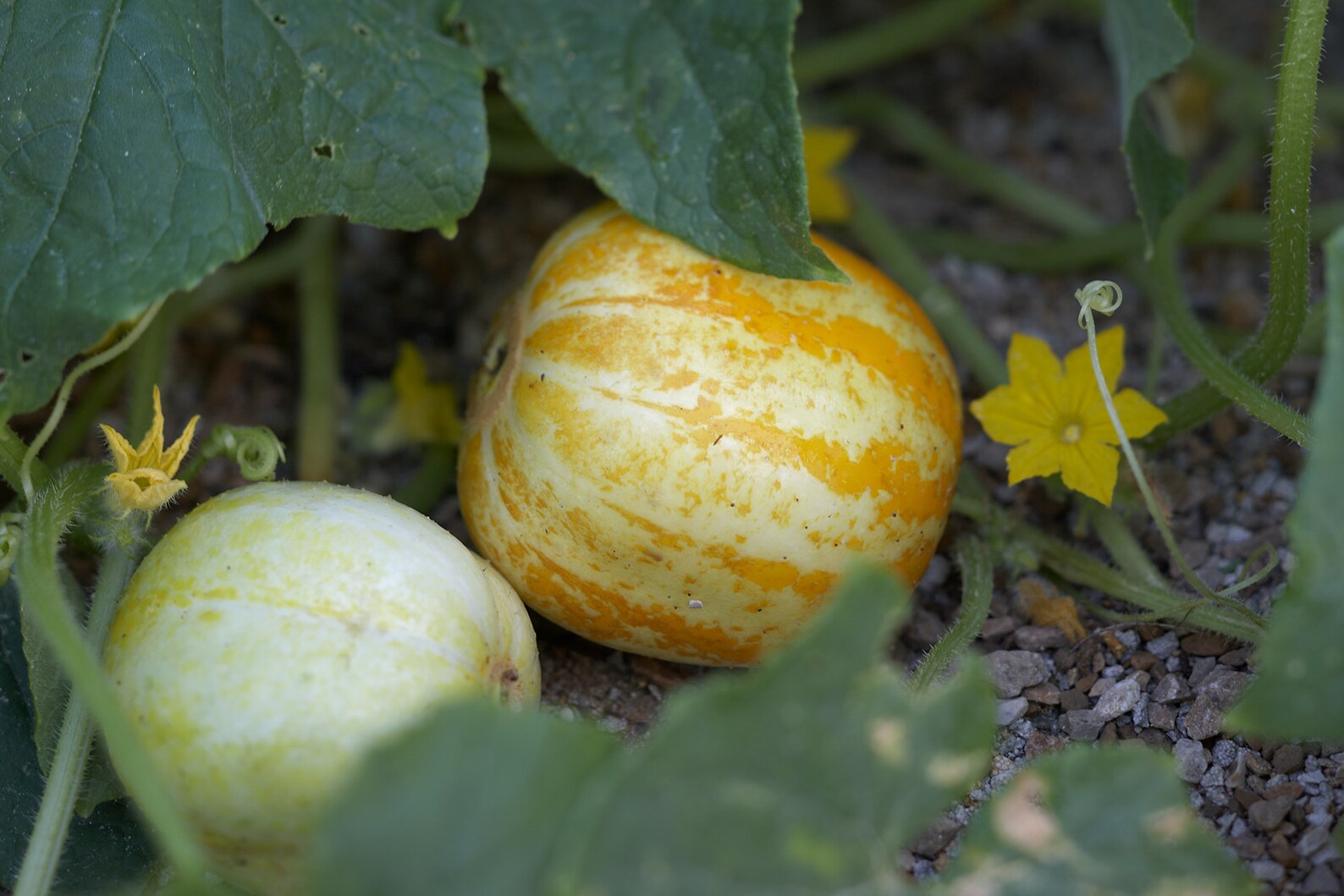 Cucumber Wisconsin SMR 58 or Boston Pickling 'cucumis Sativus'/ or ...