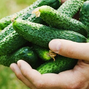 Cucumber Wisconsin SMR 58 or Boston Pickling 'cucumis Sativus'/ or ...