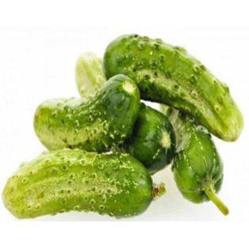 Cucumber Wisconsin SMR 58 or Boston Pickling 'cucumis Sativus'/ or ...
