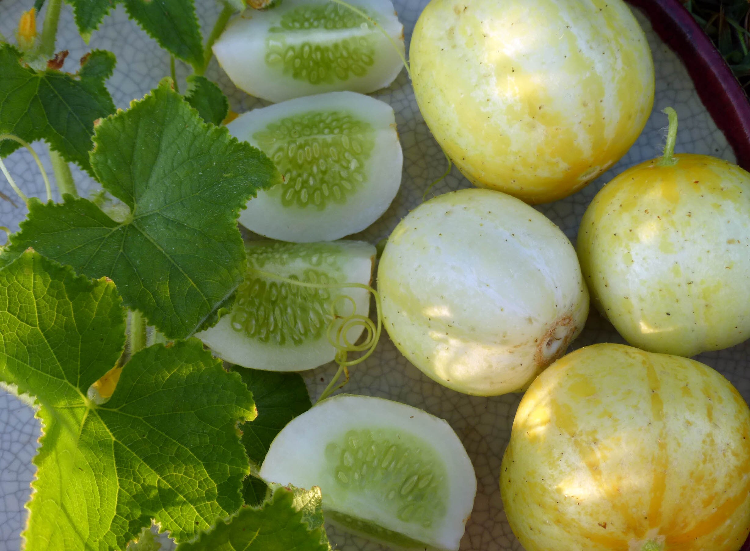 Cucumber Wisconsin SMR 58 or Boston Pickling 'cucumis - Etsy