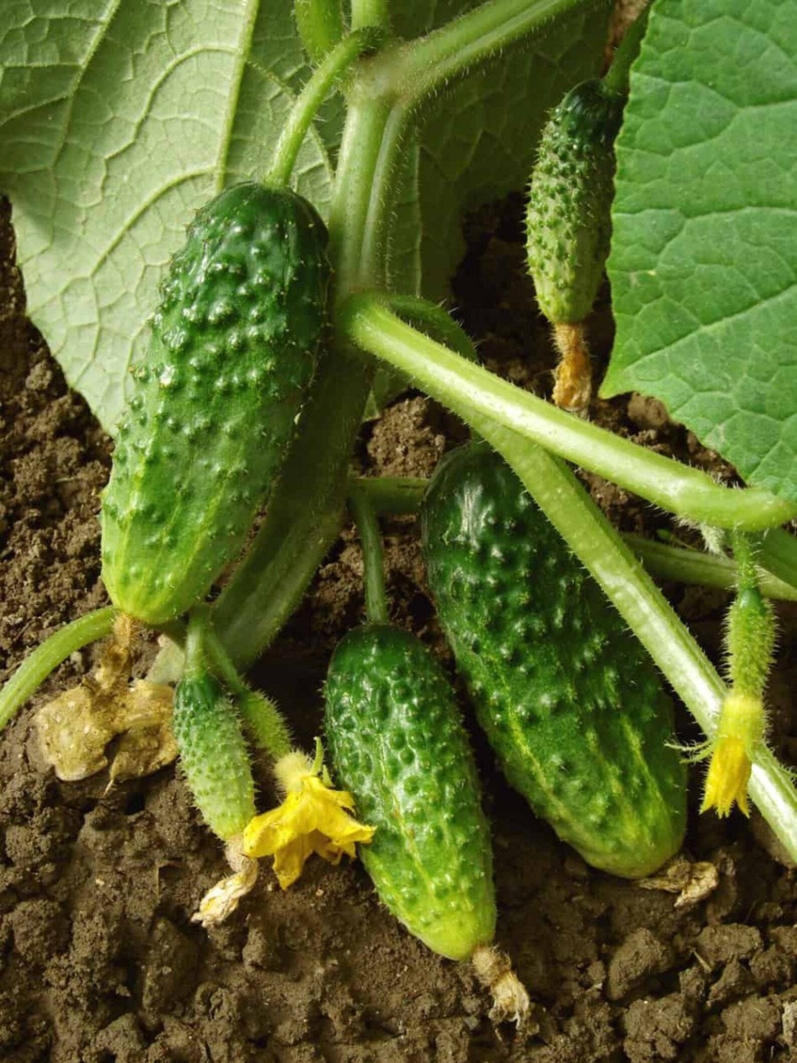 Cucumber Wisconsin SMR 58 or Boston Pickling 'cucumis Sativus'/ or ...