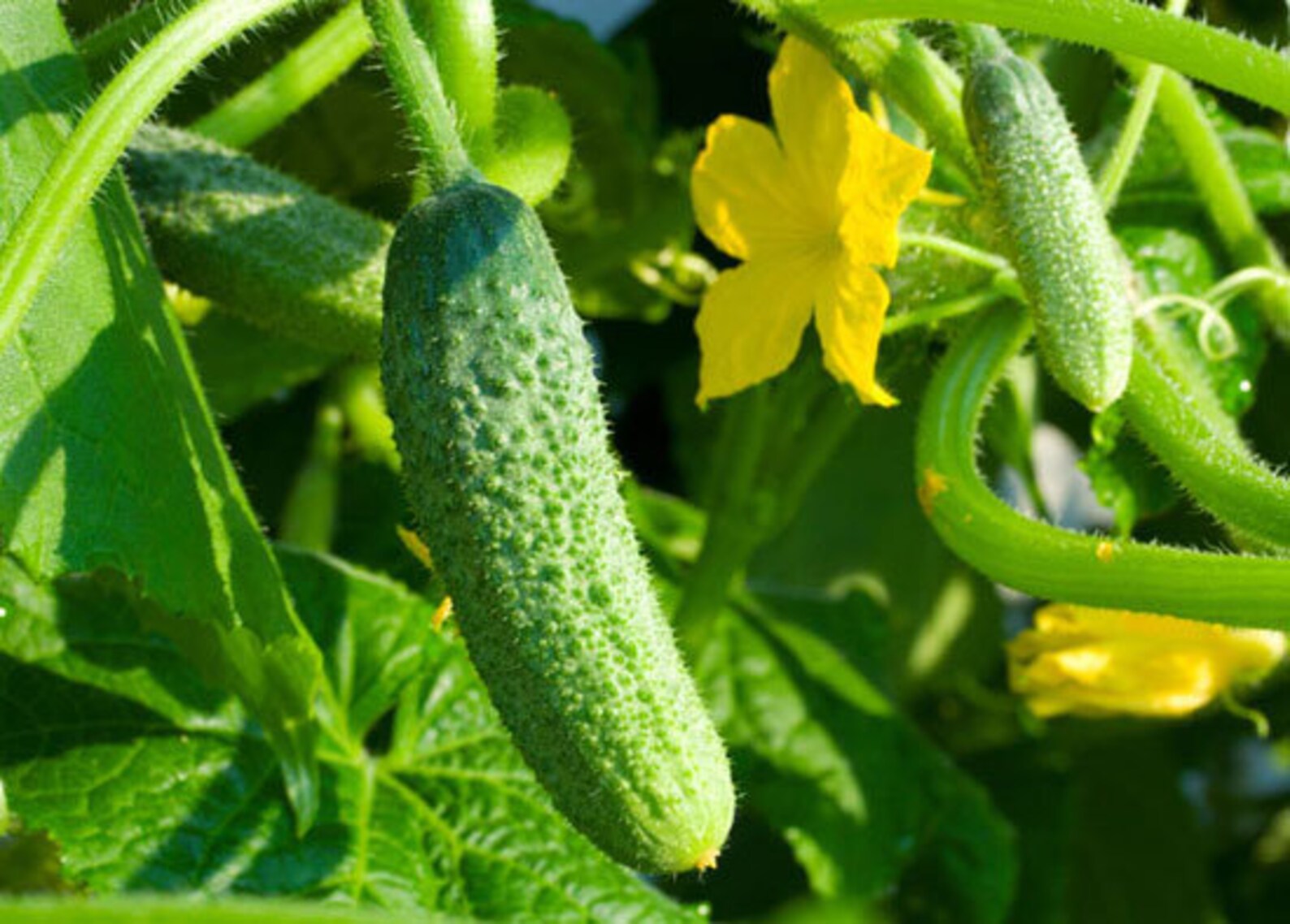 Cucumber Wisconsin SMR 58 or Boston Pickling 'cucumis Sativus'/ or ...