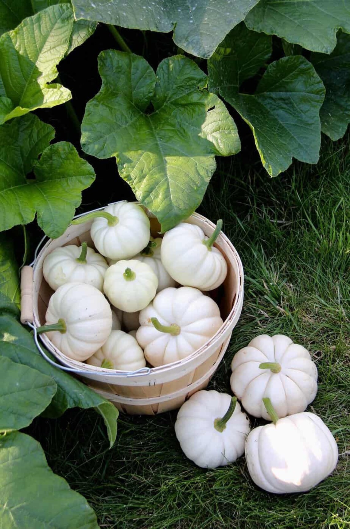 Pumpkin Boo (ghost) - Mini - White - Edible & Ornamental! - 30 Seeds - Etsy