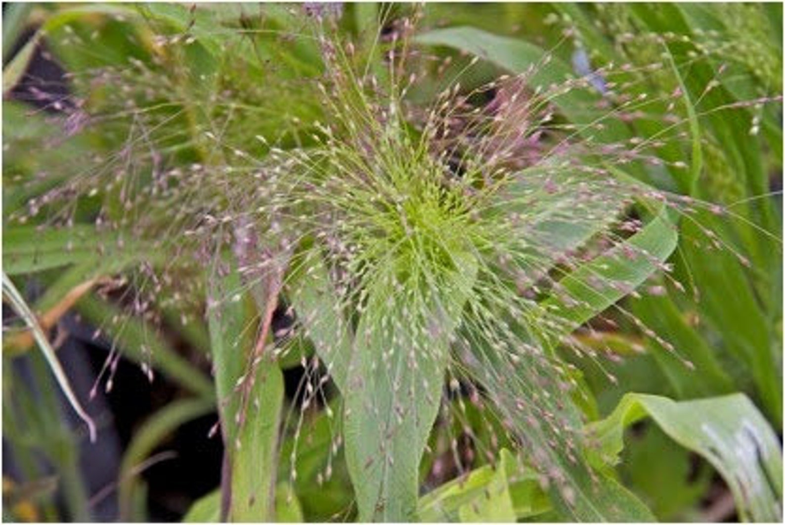 Frosted Explosion / Panicum Elegans / Ornamental Grass 100 - Etsy Canada