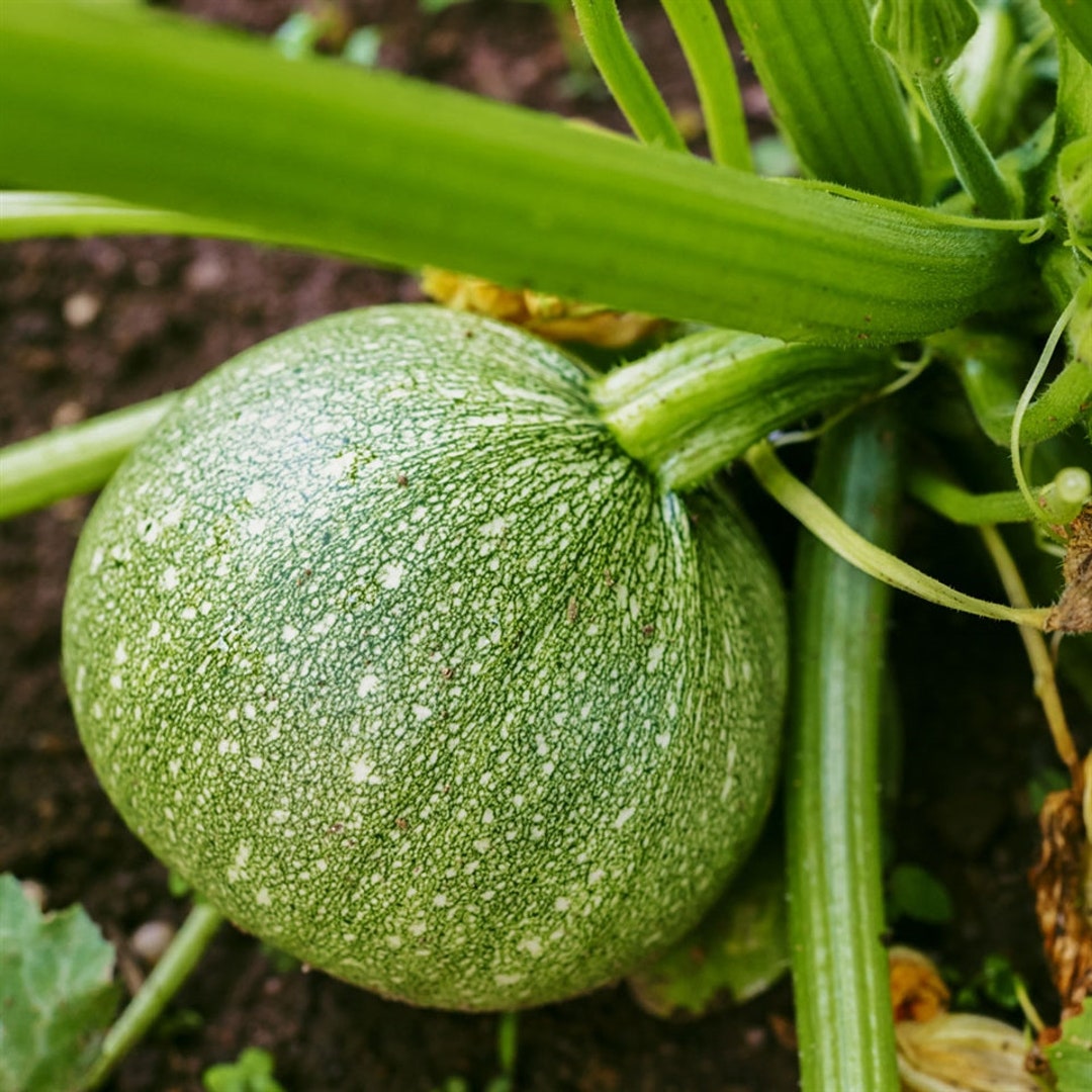 Zucchini Summer Squash Round Ball - GMO FREE / Heirloom Seeds - Etsy