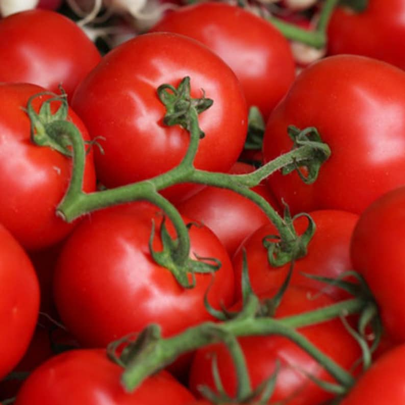 Stupice or Mountain Princess Tomato Seeds- Heirloom/ GMO FREE/ 25 Seeds ...