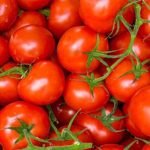 Stupice or Mountain Princess Tomato Seeds- Heirloom/ GMO FREE/ 25 Seeds ...