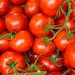 Stupice or Mountain Princess Tomato Seeds Heirloom/ GMO FREE/ 25 Seeds ...