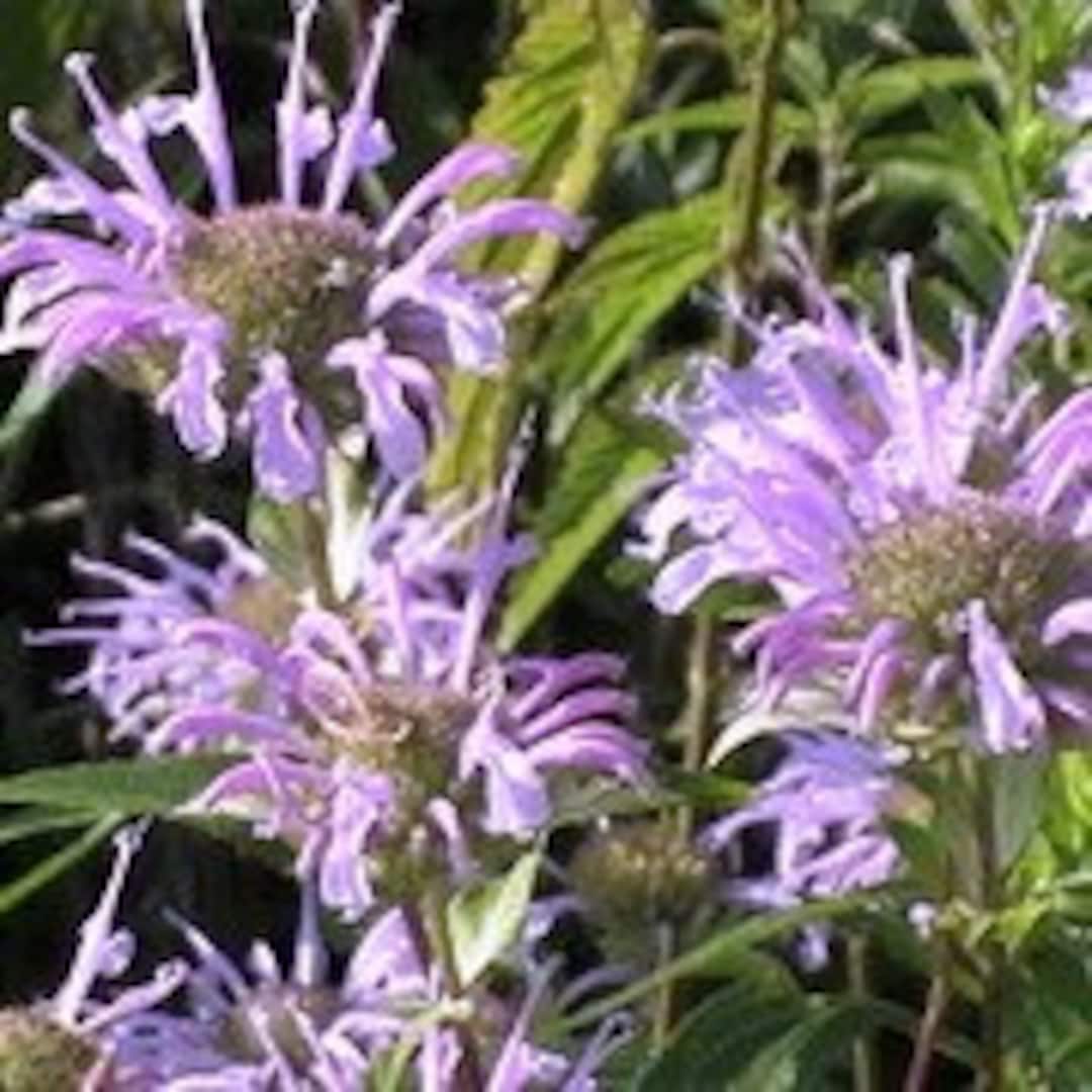 Bee Balm Leaf and Flowers - "monarda Fistulosa" - Wild Bergamot ...