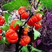 Mini Pumpkin Tree on a Stick / Ornamental Eggplant/ NON GMO Seeds - Etsy