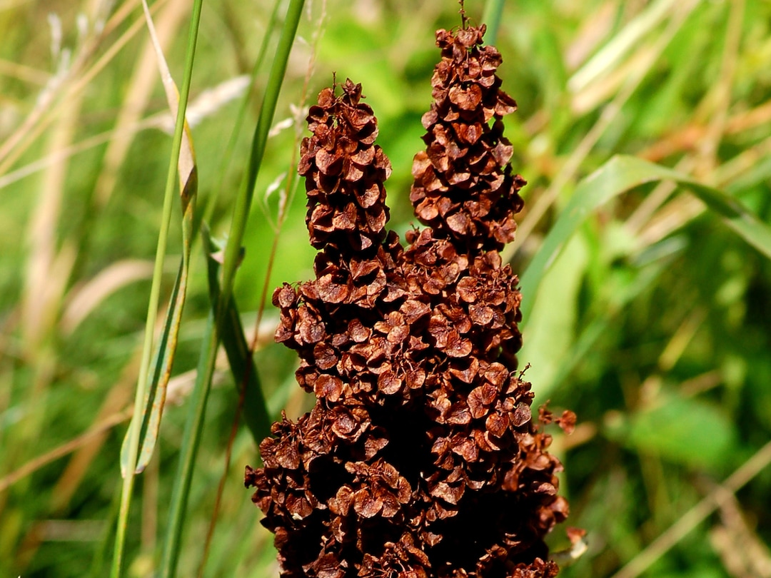 Curly Dock ( Yellow Dock Medicinal) 'rumex Crispus' Seeds/ GMO Free - Etsy