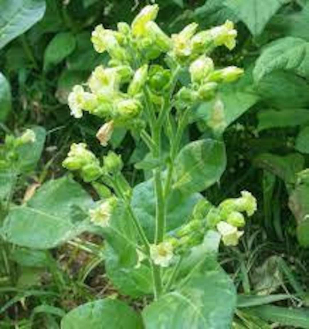 Midewiwan Sacred Ceremonial Tobacco Seeds 'nicotiana Rustica', Grown in ...