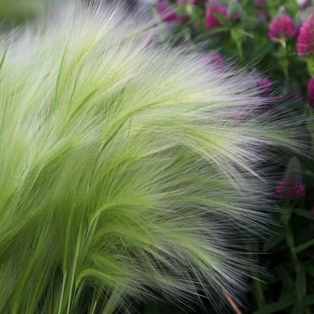 Squirrel Tail Grass 'hordeum Jubatum' Foxtail Barley, Native Ornamental ...