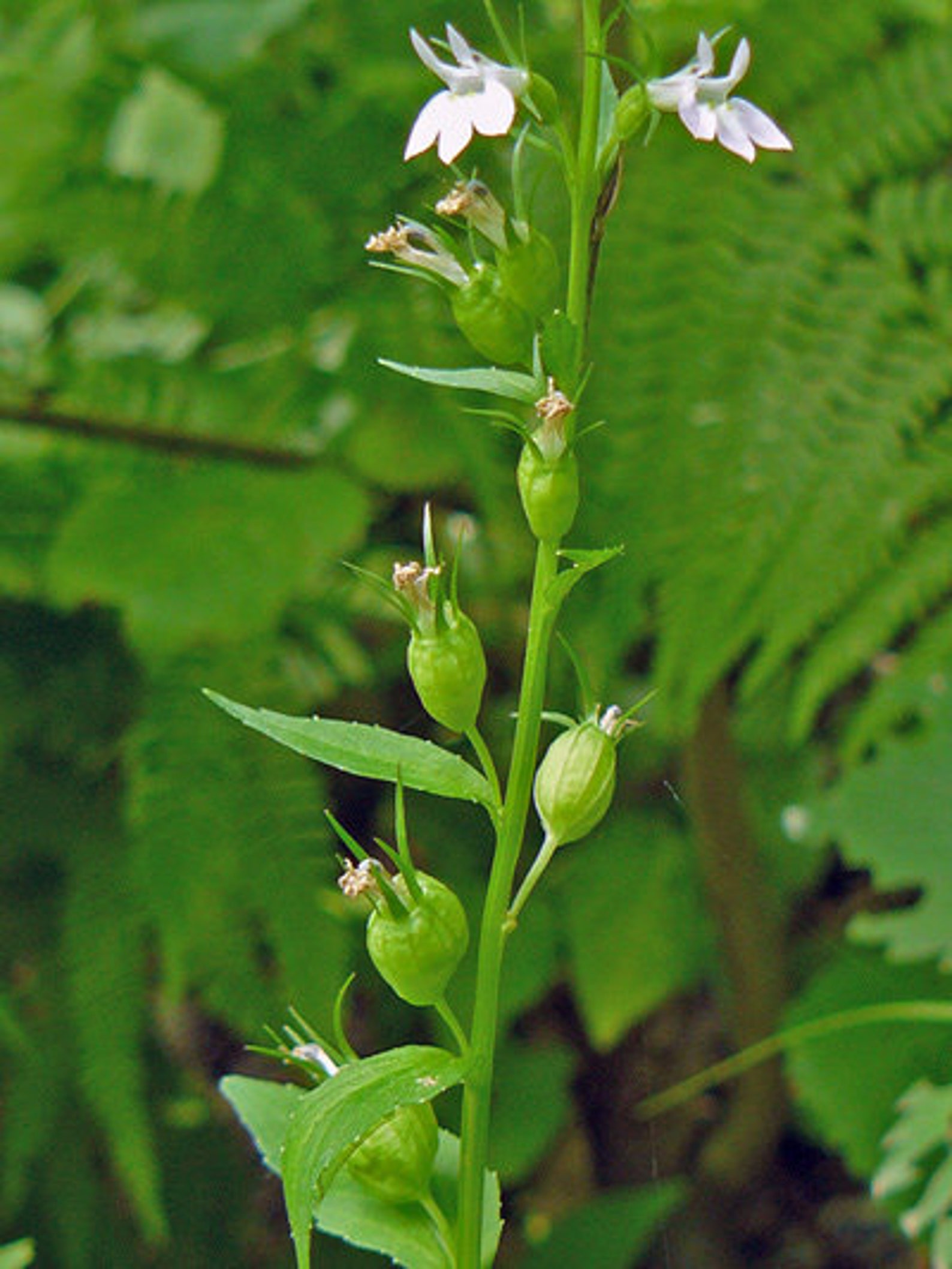 Lobelia- Indian Tobacco / (lobelia Inflata) - Medicinal Seeds, 1000 ...