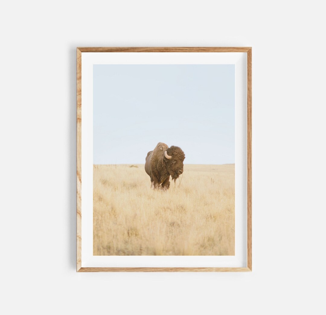 Bison Print, Digital Download, Buffalo Wall Art, Bison Poster, South ...