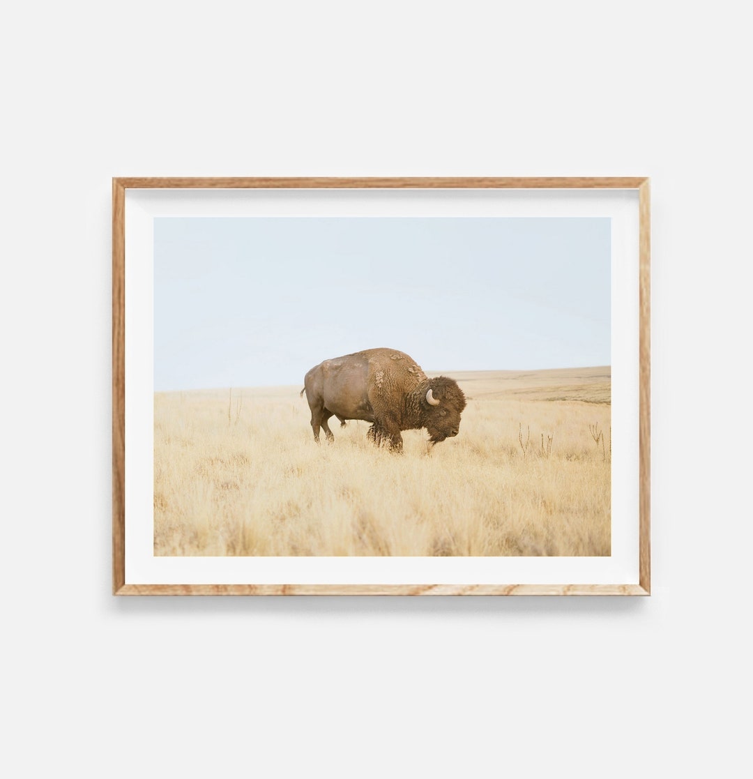 Bison Print, Digital Download, Buffalo Wall Art, Bison Printable ...