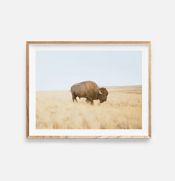 Bison Print Digital Download Buffalo Wall Art Bison | Etsy
