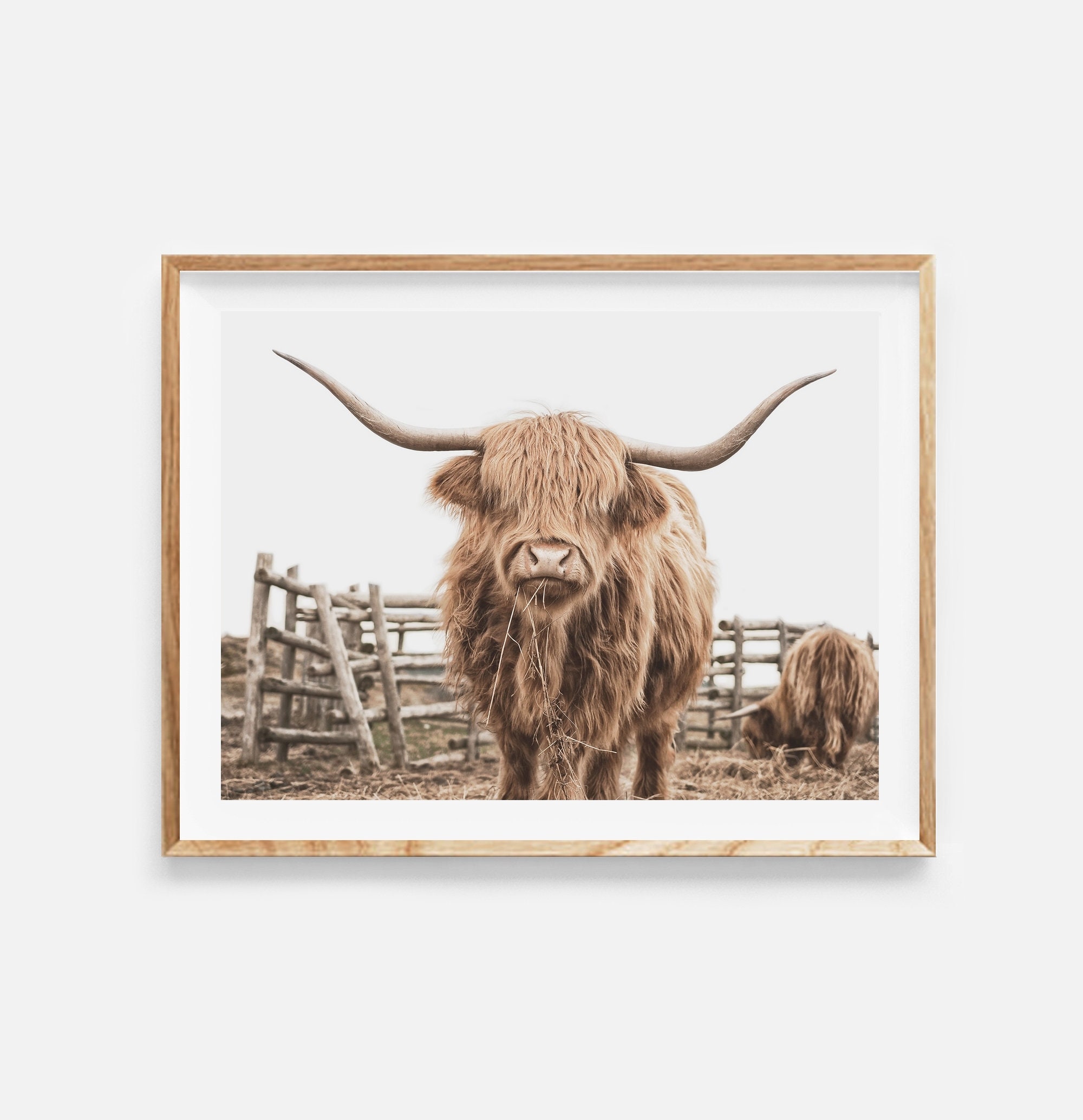 Art & Collectibles Farmhouse Decor Highland Cow Wall Art Bull Photo ...