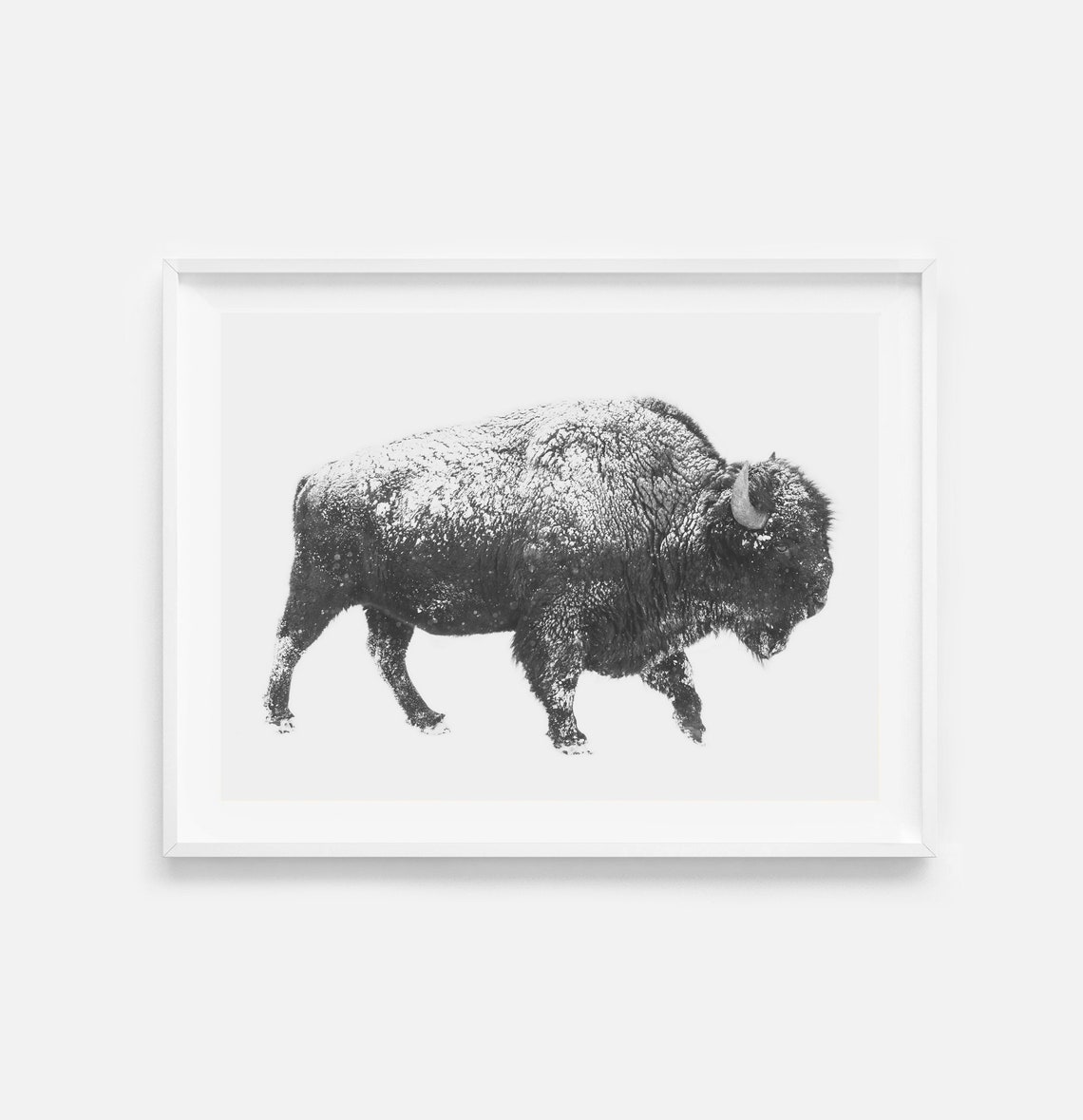 Bison Print Black and White Photo Bison Poster Buffalo Wall - Etsy