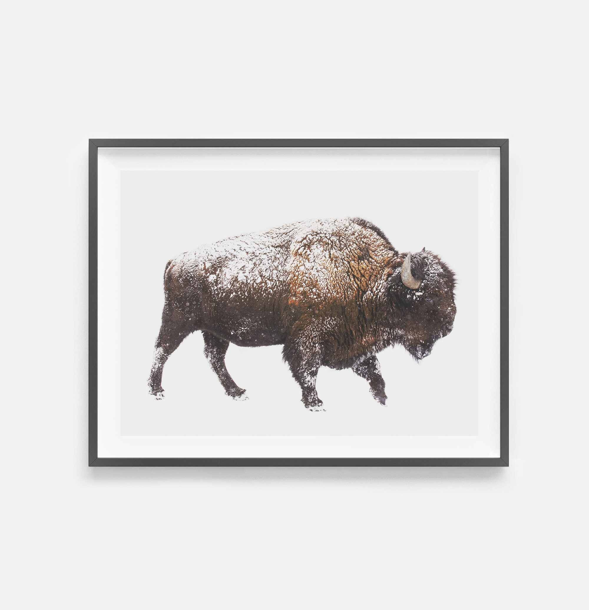 Bison Print Buffalo Poster Bison Wall Art Wildlife Print | Etsy