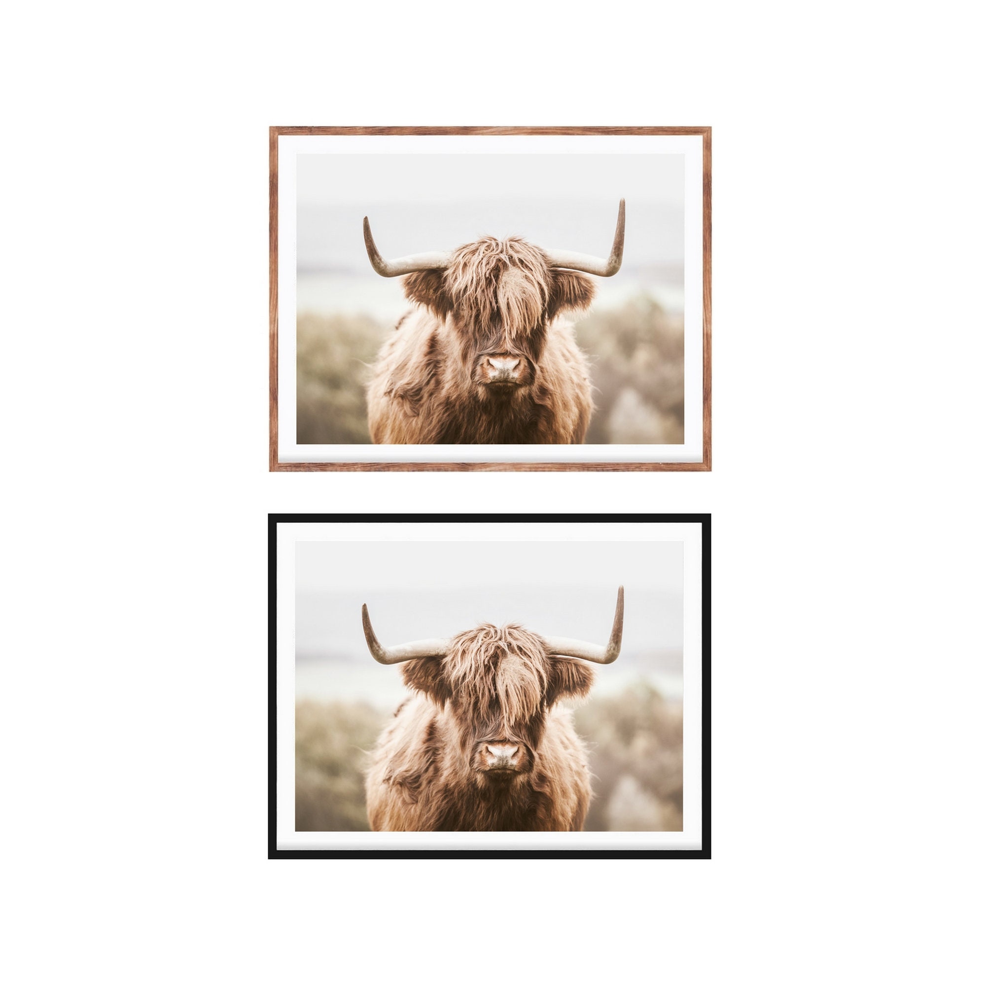 Highland Cow Print Digital Download Farm Animal Print - Etsy Australia