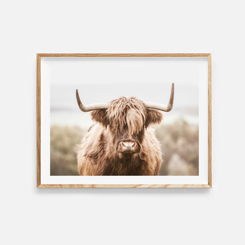 Highland Cow Wall Art - Etsy