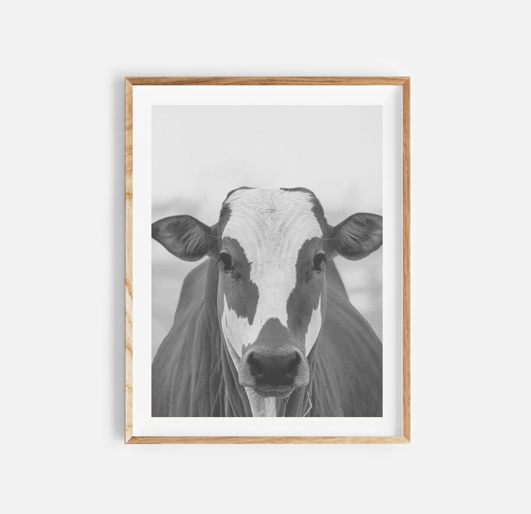 Cow Print, Black and White Photo, Cow Poster, Printable Wall Art, Farm ...