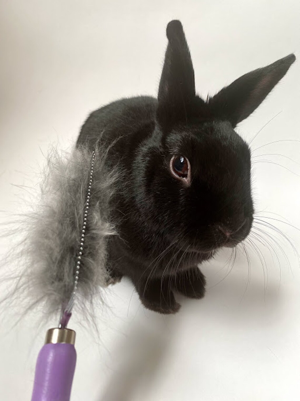 Hairbuster Rabbit Comb Rabbit Grooming Comb, Bunny Brush - Etsy New Zealand