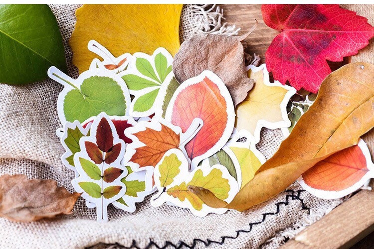 Autumn Leaf Stickers Plant Stickers Pack Cute Fall Leaves | Etsy
