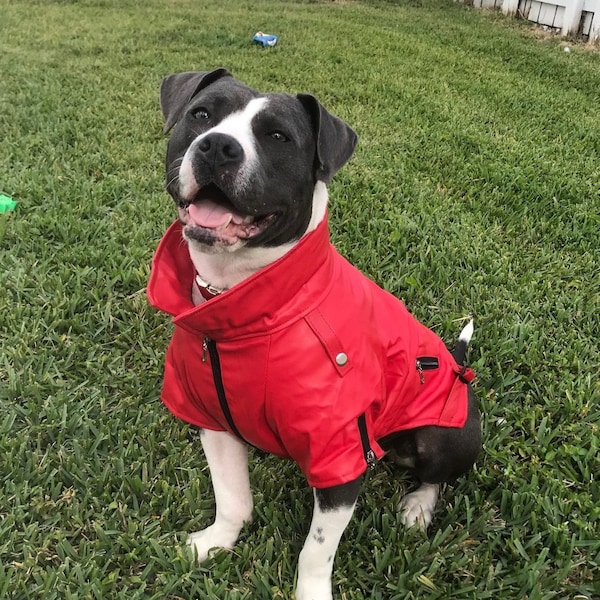 Bully Jacket - Etsy