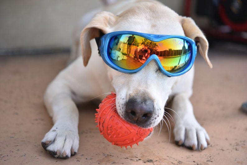 Wide Lens Dog Goggles: UV Protection, Adjustable for Medium/large Dogs ...