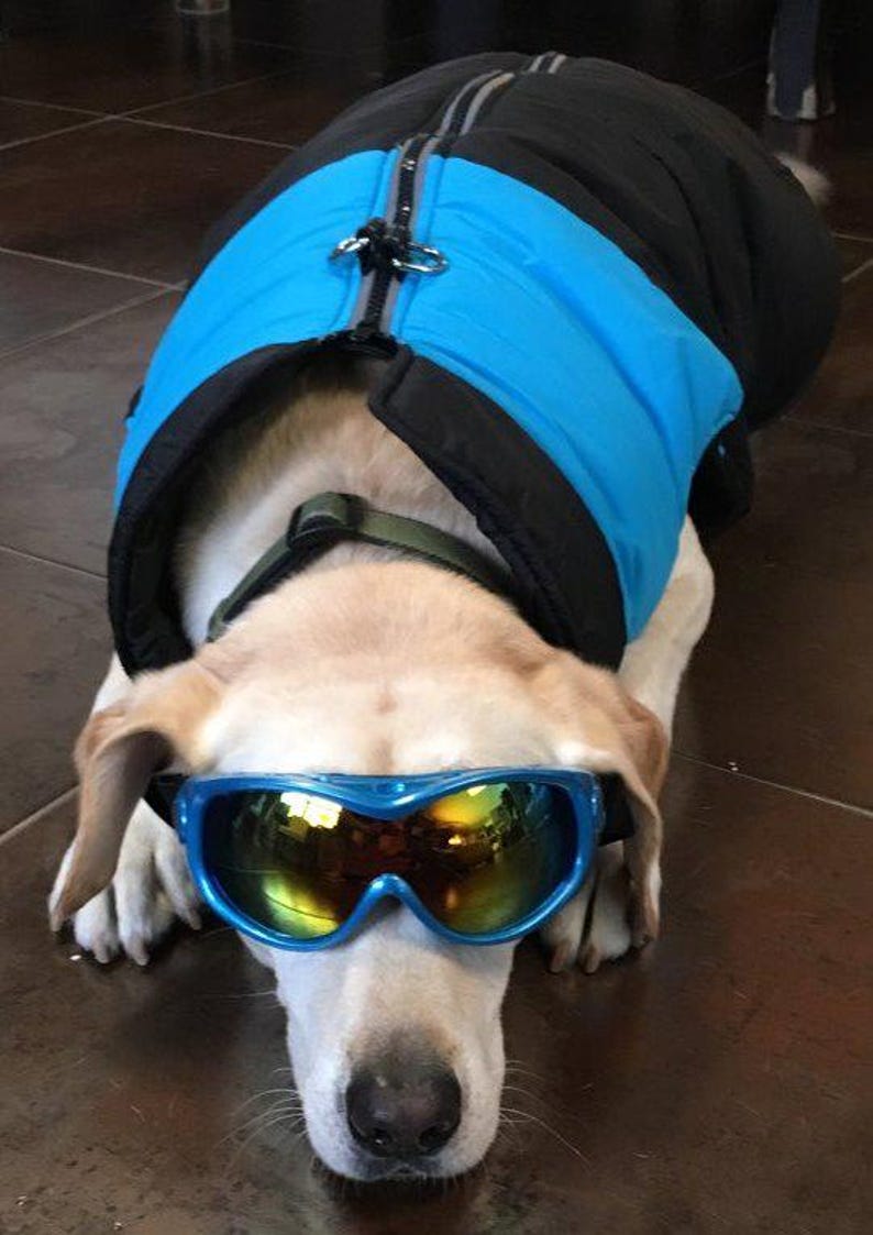 Wide Lens Dog Goggles: UV Protection, Adjustable for Medium/large Dogs ...