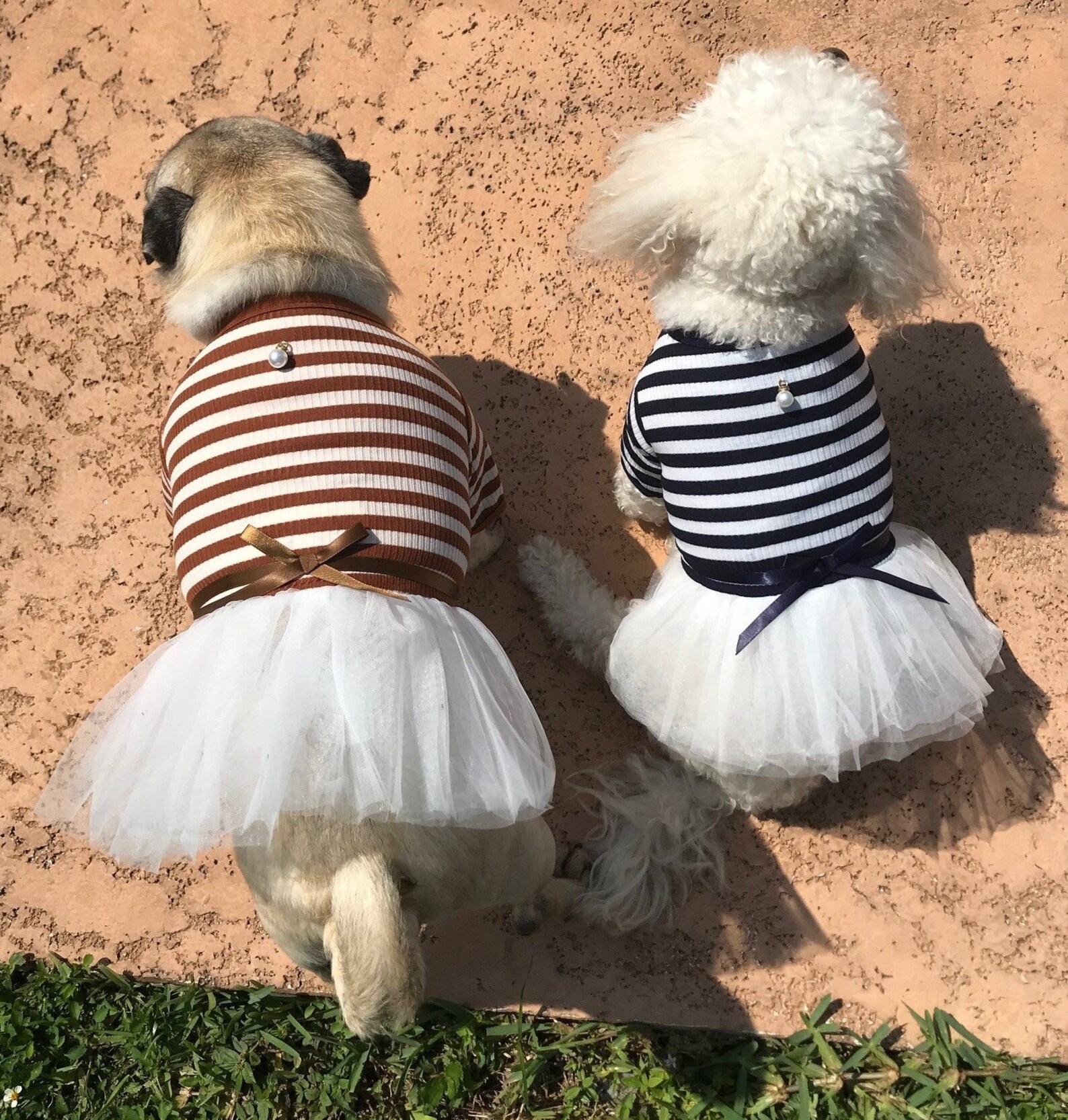 Lightweight Stripped Tutu Dress for Smaller Dogs, in Navy or Coffee ...
