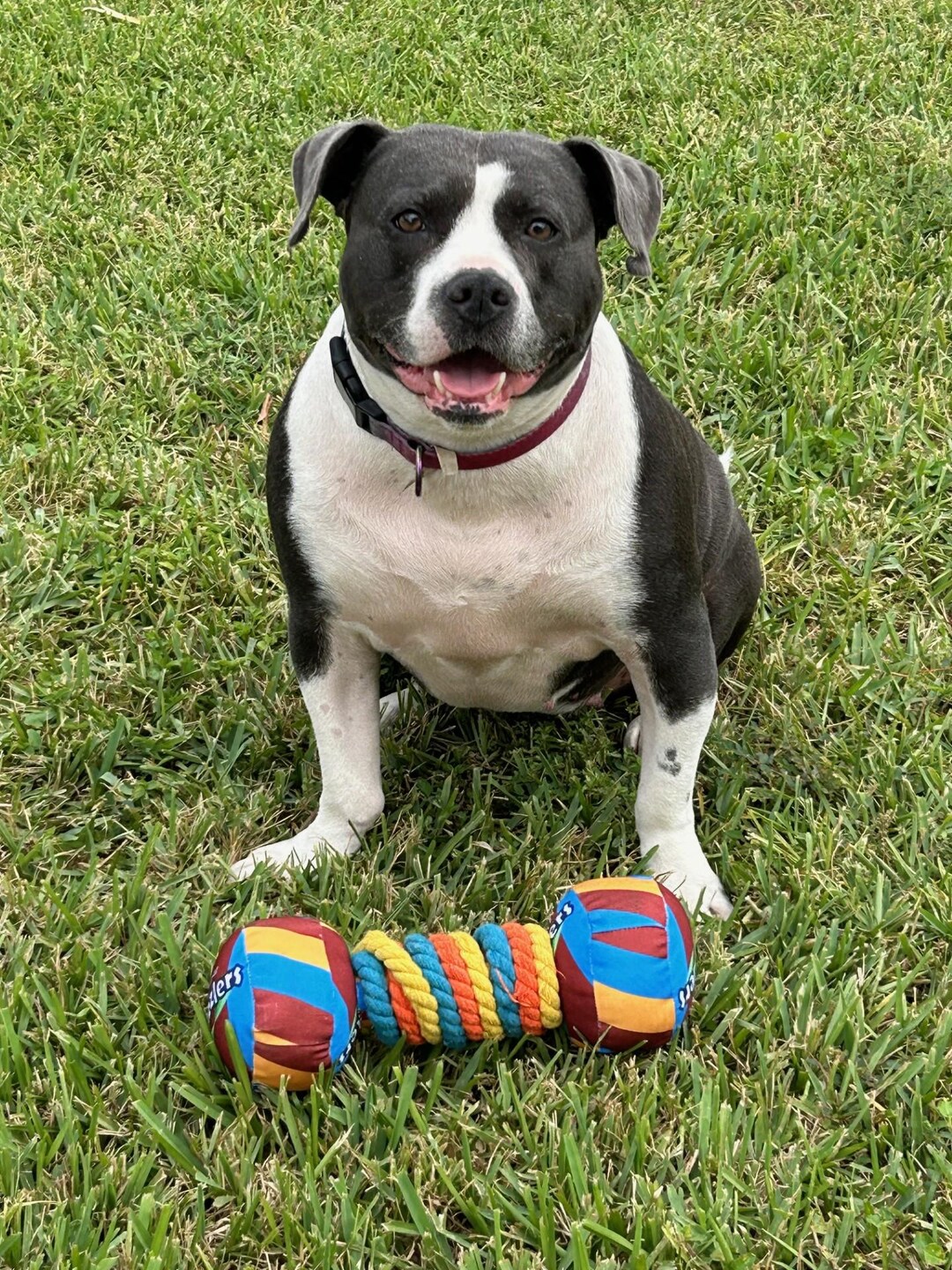 Durable Dog Toy: Rope, Squeaker, Teeth & Sensory Play - Etsy