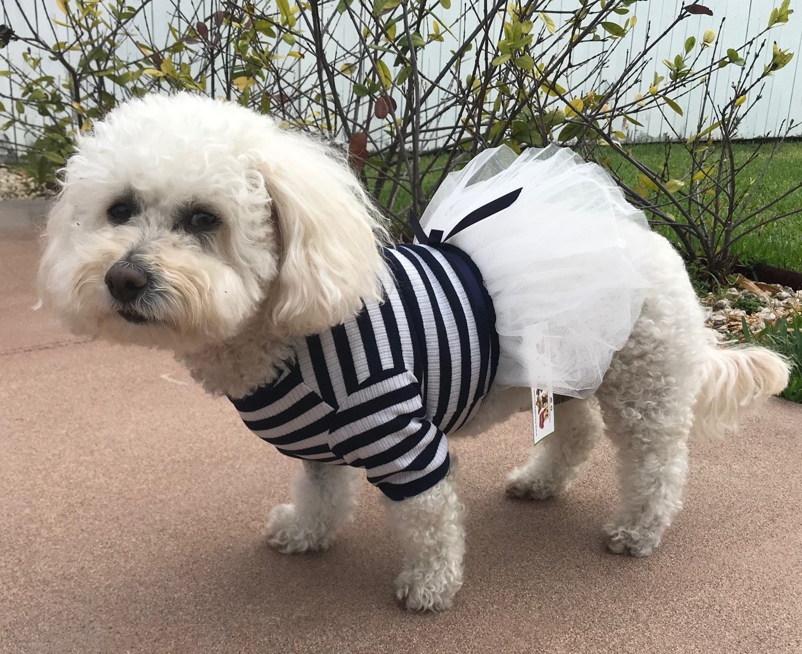 Lightweight Stripped Tutu Dress for Smaller Dogs, in Navy or Coffee ...