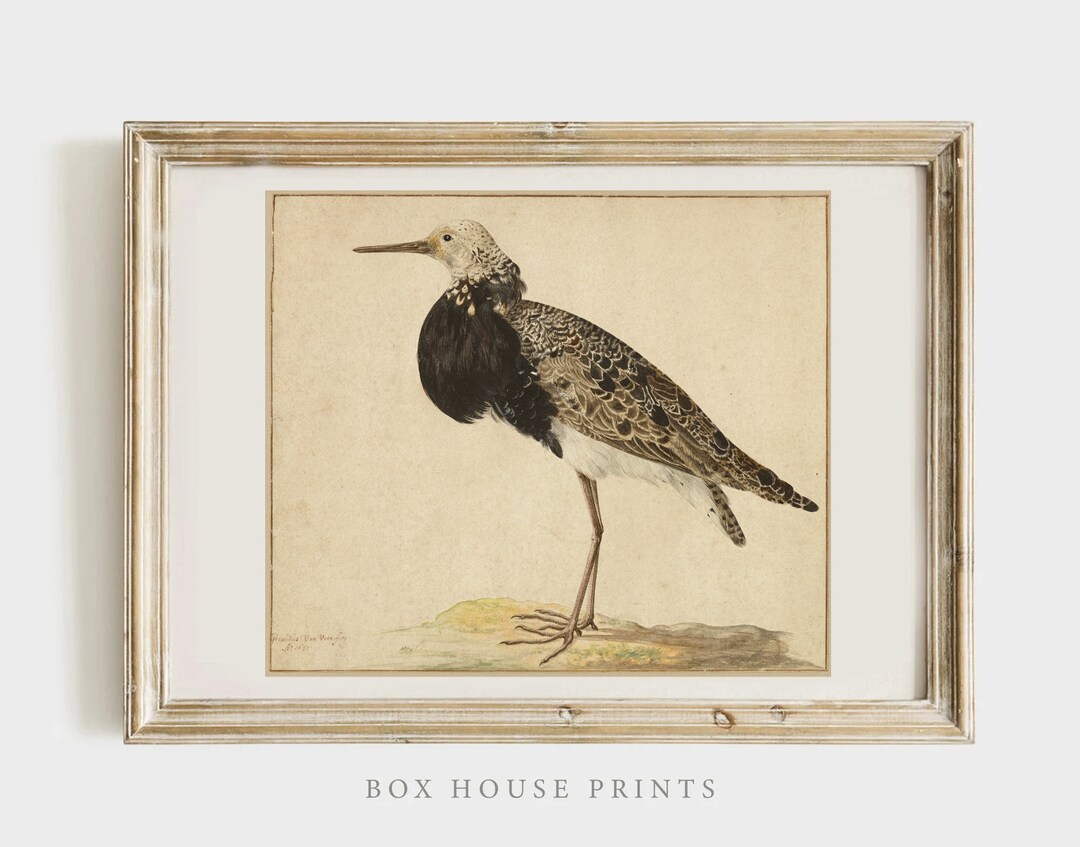 Big Bird VINTAGE Art Print | Download Only Antique Neutral Muted | Wall ...
