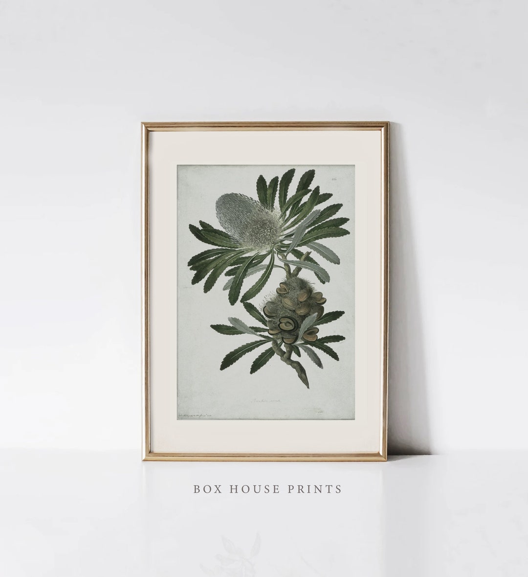 VINTAGE Botanical Art Print | Download Only Antique Neutral | Botanical ...