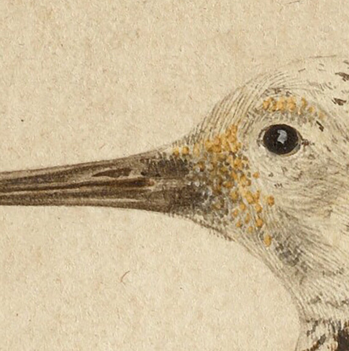 Big Bird VINTAGE Art Print | Download Only Antique Neutral Muted | Wall ...