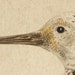 Big Bird VINTAGE Art Print | Download Only Antique Neutral Muted | Wall ...
