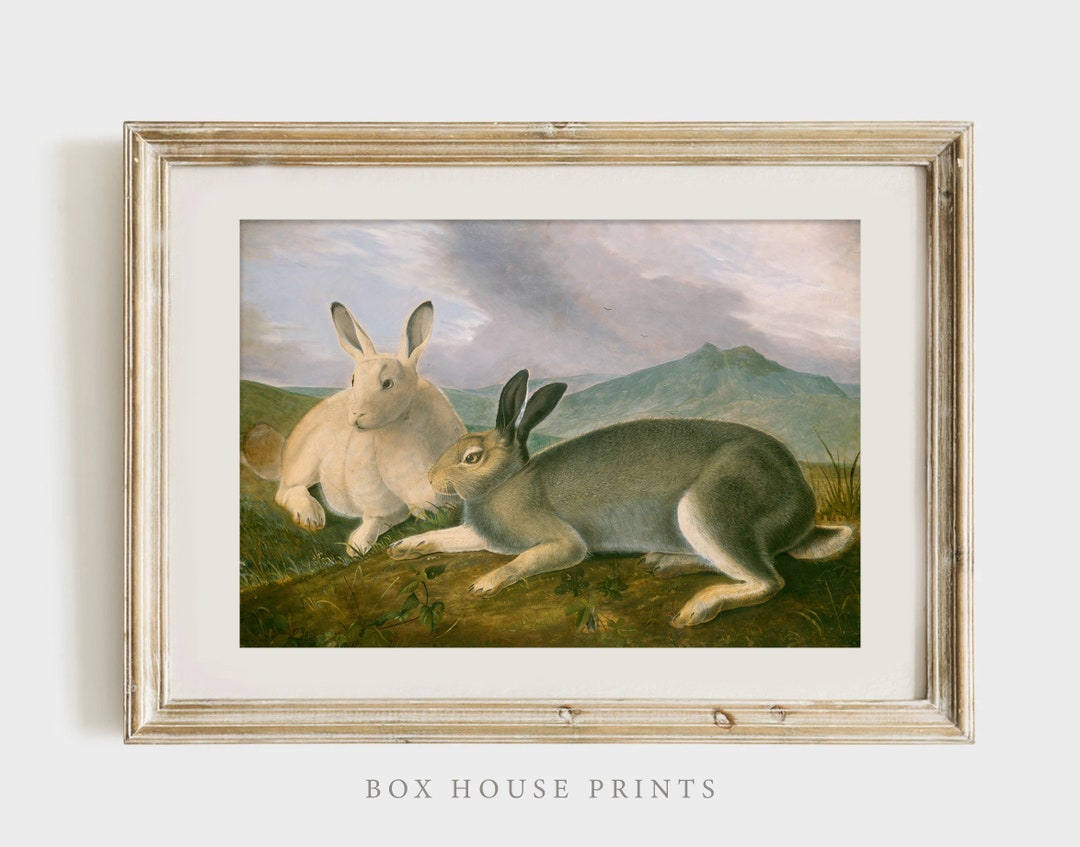 VINTAGE Rabbit Art Print | Download Only High Resolution | Rabbits ...