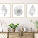 Beach Shell Printable Digital Downloadsimple Coastal DIY - Etsy