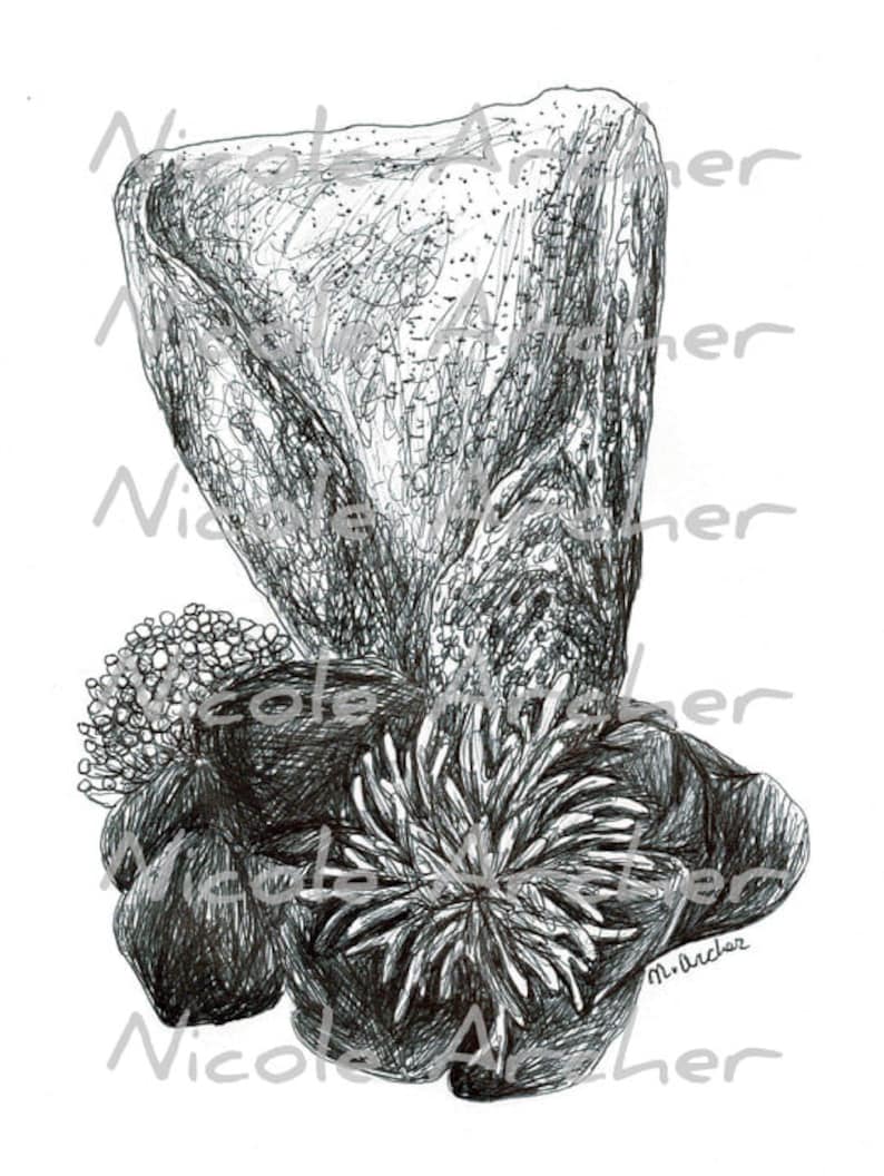 Coral Reef Art Porifera Sea Sponge Oceanic Coastal Black and White ...