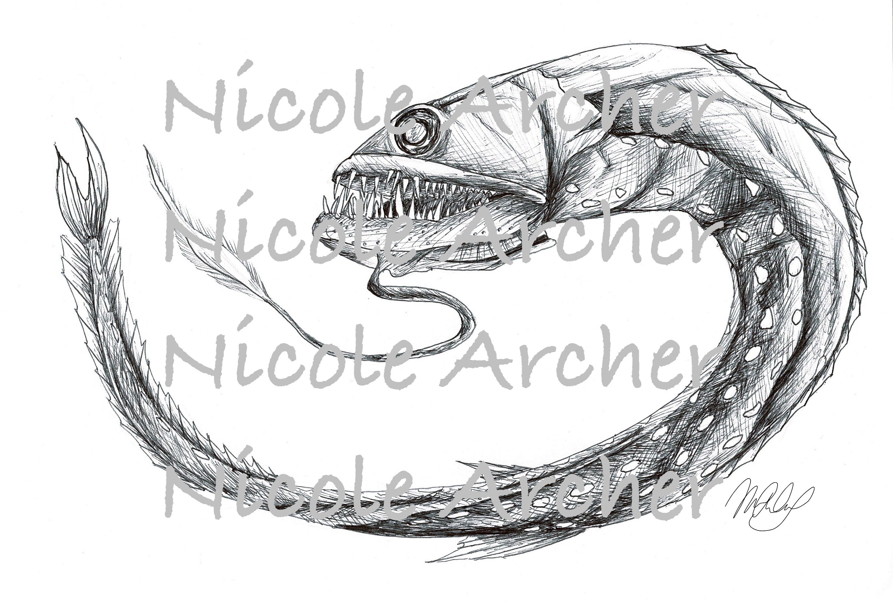 Deep Sea Dragonfish Drawing