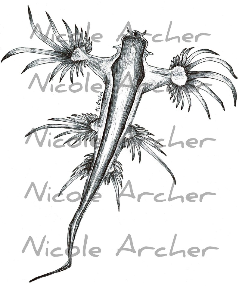 Dragon Nudibranch Drawing Blue Bottle, Portuguese Man O War, Jellyfish ...
