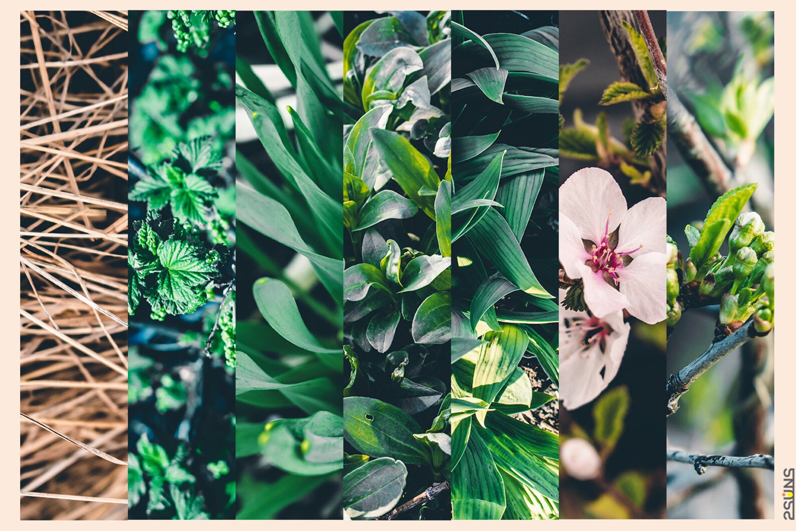 Nature Textures, Floral Photo Overlay, Fern Overlay, Floral Backdrop ...