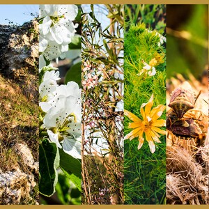 Photoshop Overlays, Fern Overlay, Nature Textures, Floral Digital ...