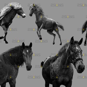 Horse Png, Horse Photo Overlays, Photoshop Overlays, Halloween Overlay ...